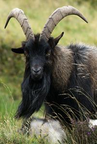 “And He Causeth The Earth… To Worship” – The Adventist's Understanding ...